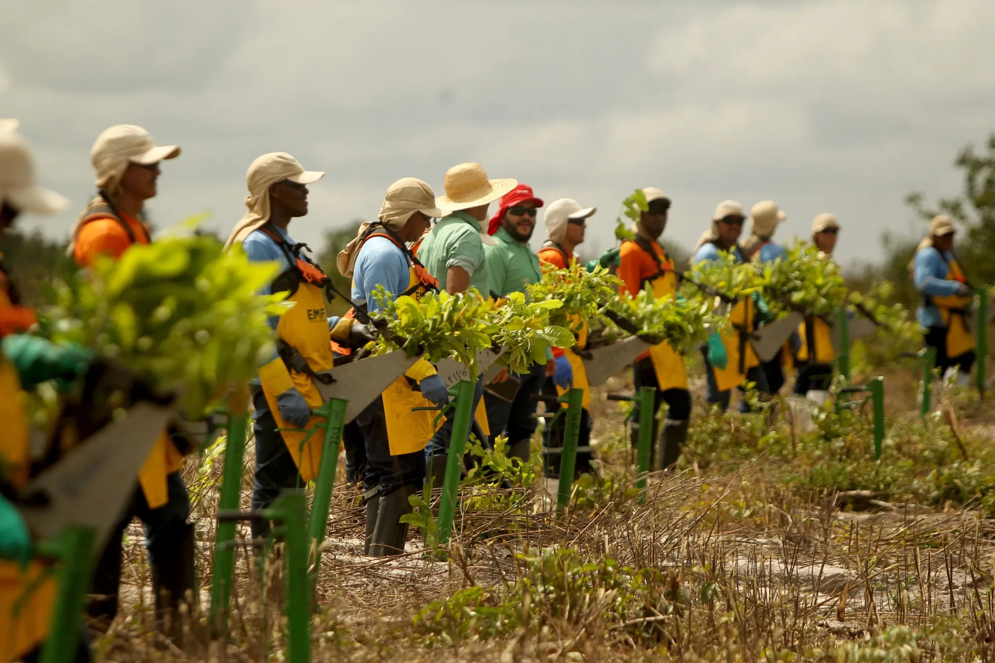 World’s First Carbon Removal Bond to Fund Amazon Reforestation - Bloomberg