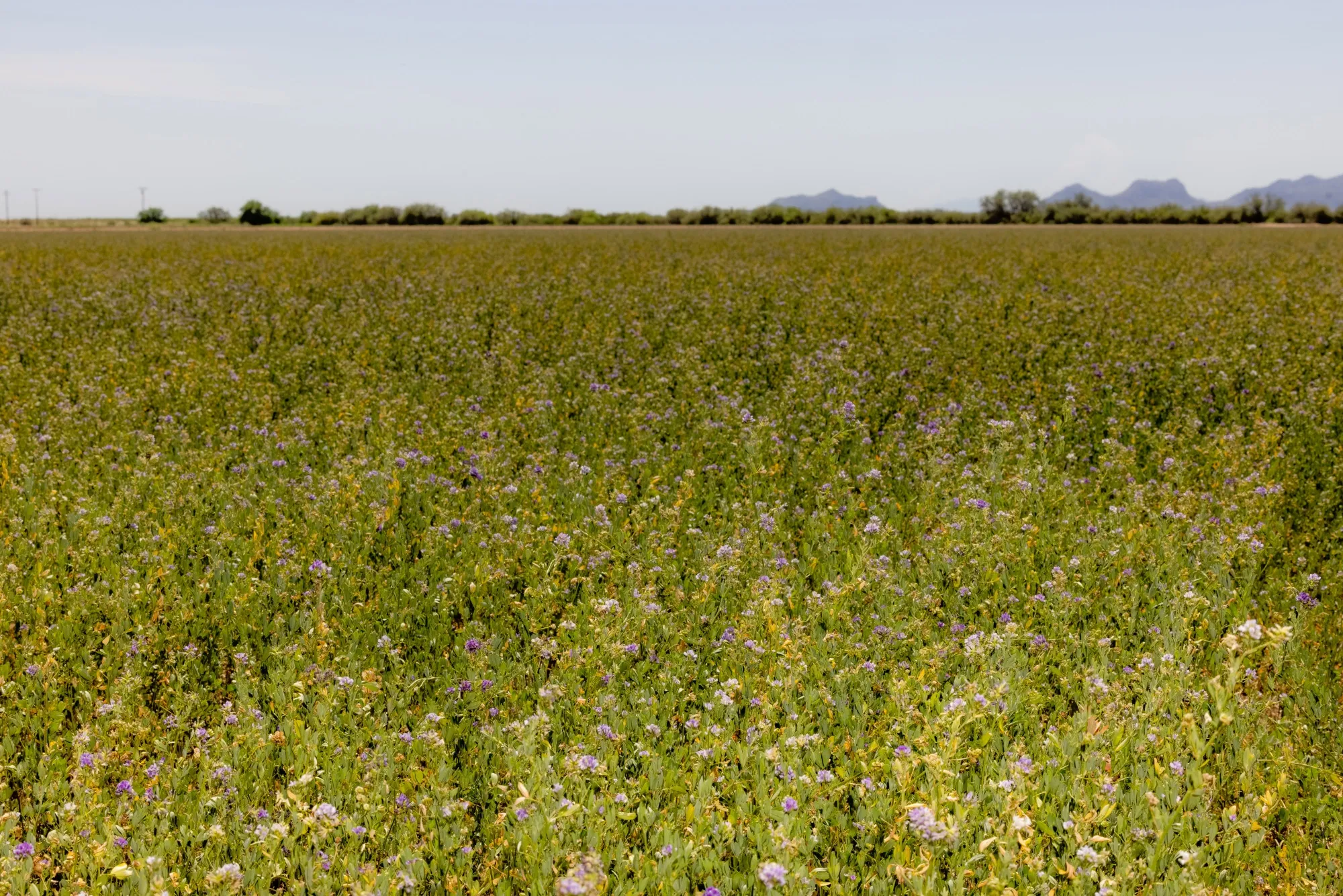 Why Arizona Keeps Growing Alfalfa in the Desert Even As Water Concerns ...