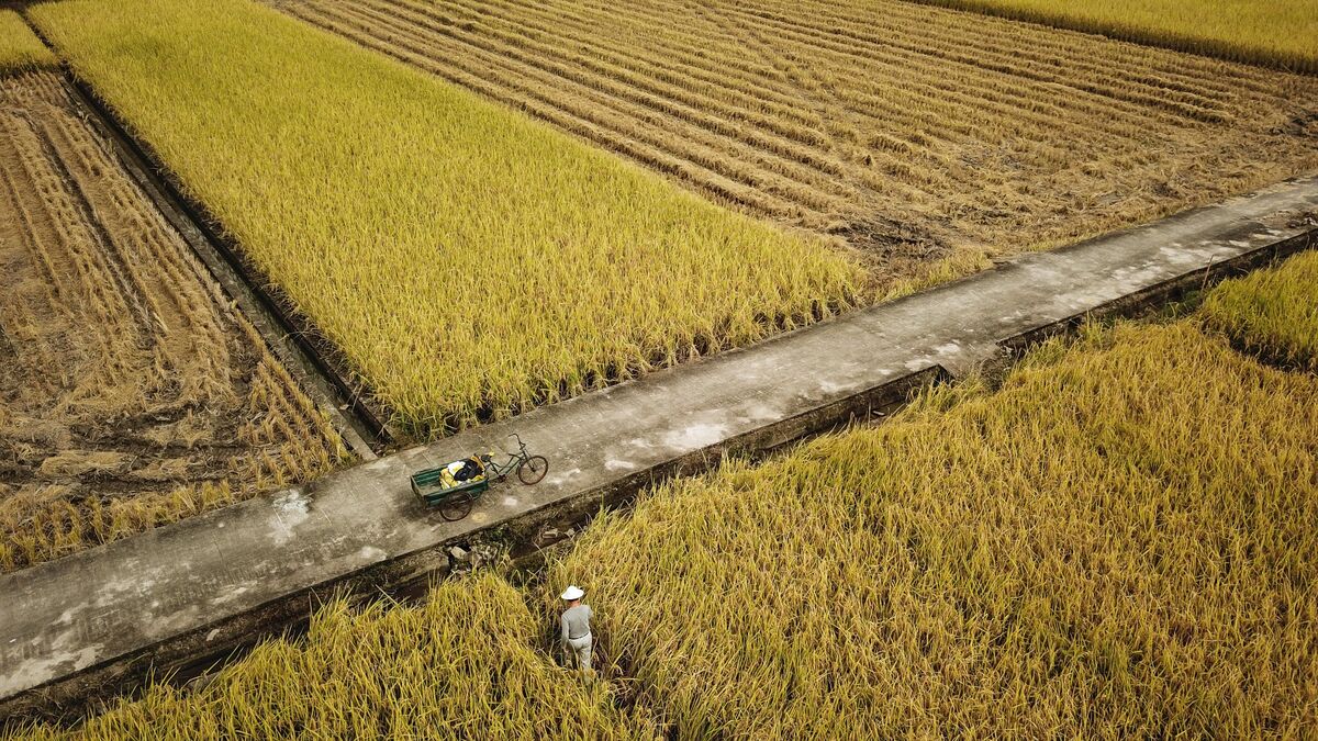 China to Protect Farmland as Pandemic Disrupts Food Security - Bloomberg