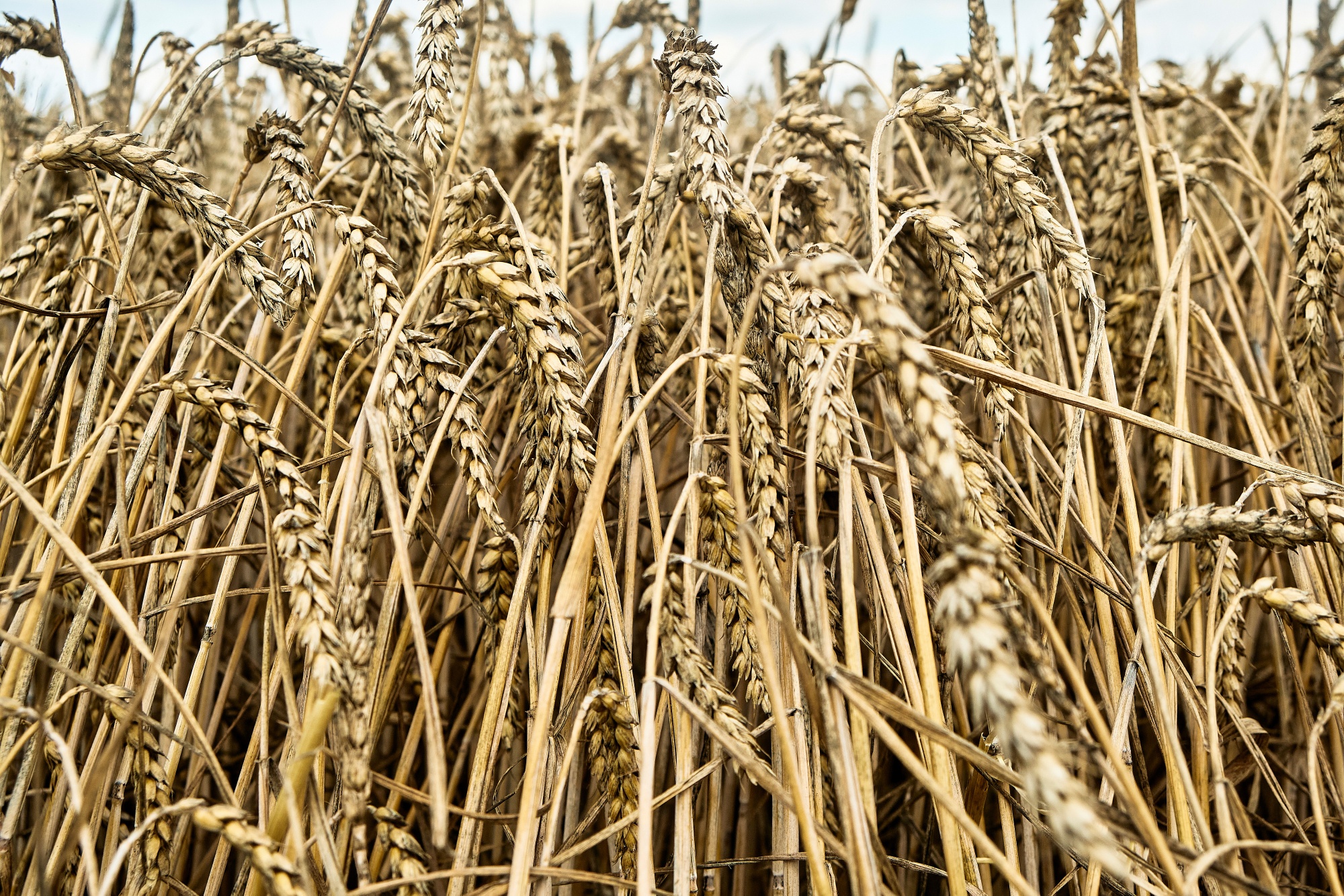 Rows Of Wheat