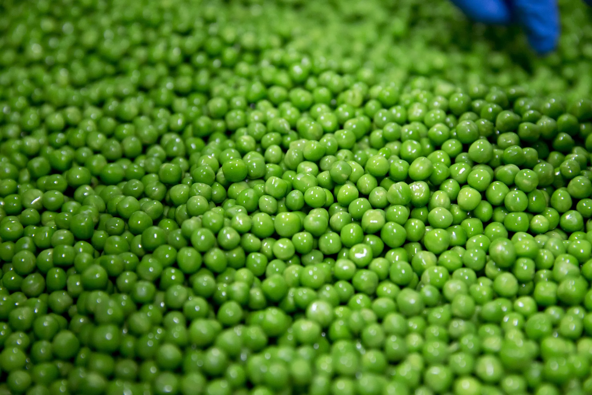 Know Your Peas: Company to Trace Supplies Back to Farm - Bloomberg