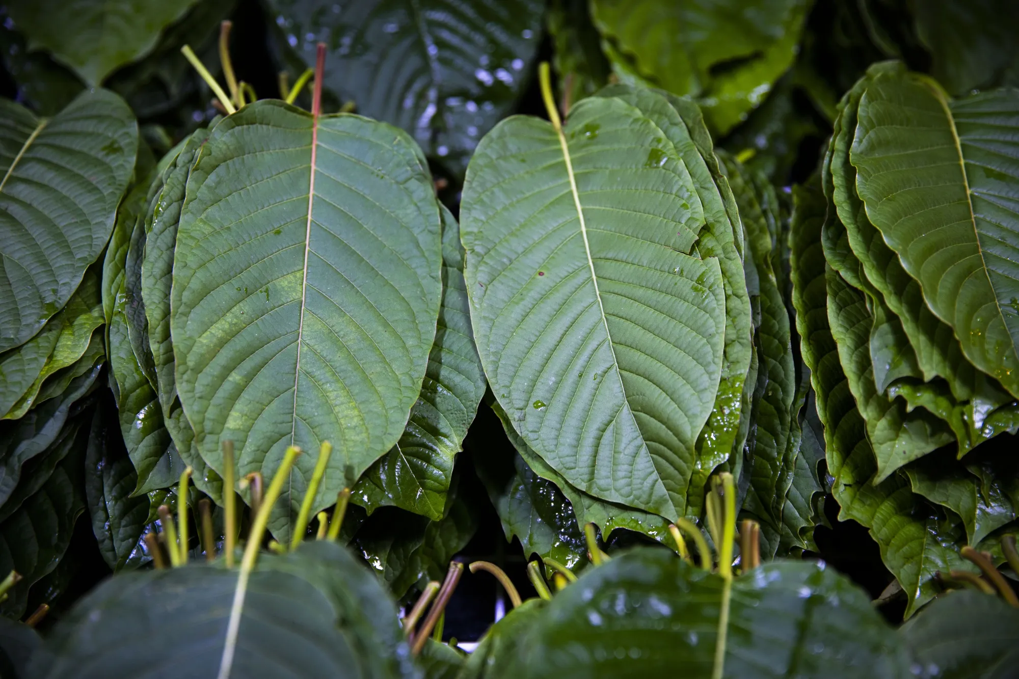 Kratom’s First FDA Study Suggests Capsules Safe at High Doses - Bloomberg