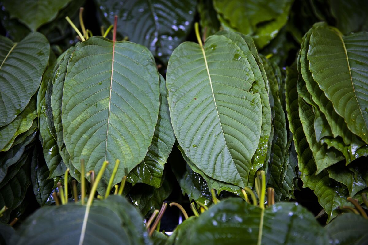 Kratom’s First FDA Study Suggests Capsules Safe at High Doses - Bloomberg