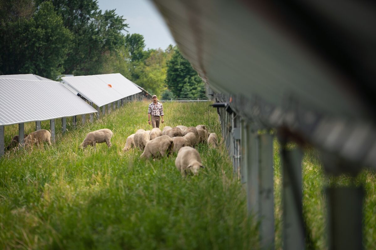 How Sheep Keep Solar Farms Out of the Shade - Governors' Wind Energy ...