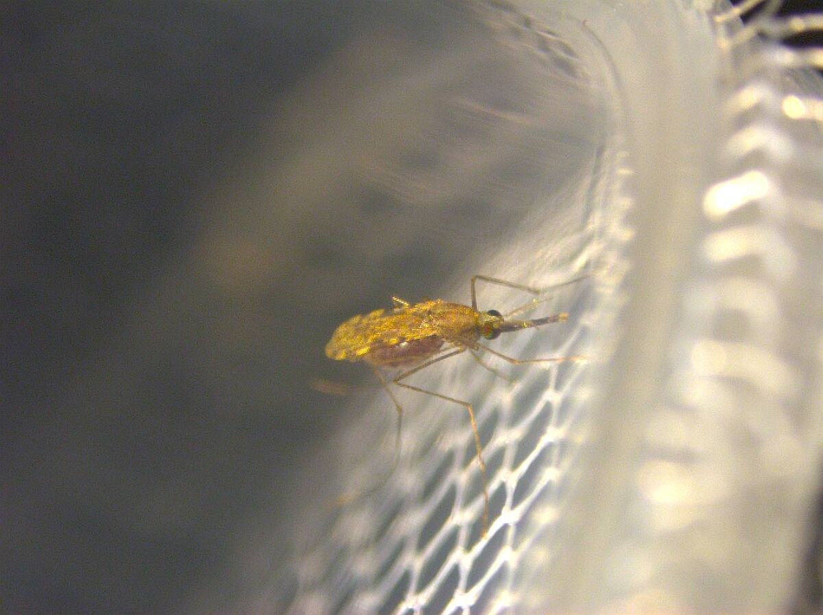 To Reduce Malaria, Treat Infected Mosquitos - Bloomberg