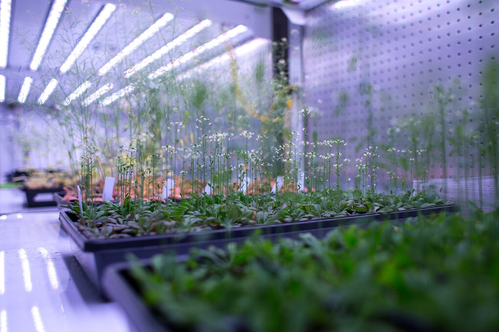 Climate Change: Biologists Develop Carbon-Sucking Bionic Plants - Bloomberg