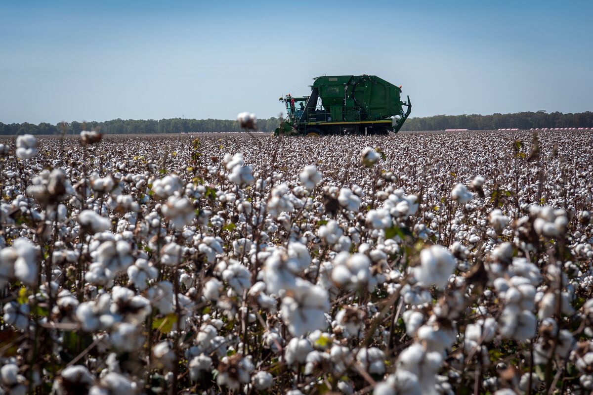 Cotton Has Best Quarter in 10 Years as China Snaps Up U.S. Fiber ...