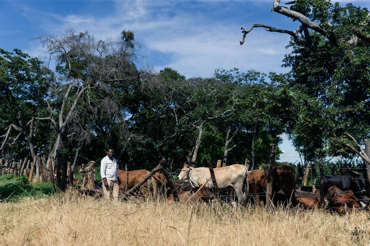 Africa News: Zimbabwe Sees Bond Sale as Answer to Land Dispute - Bloomberg