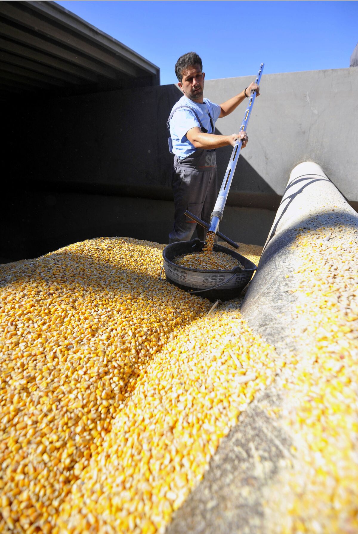China 2020 Corn Imports Hit 15-Year High With Months to Go - Bloomberg