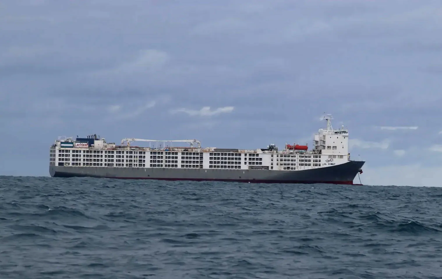 Stench Leads to Ship With 19,000 Cattle on Brazil-Iraq Trip - Bloomberg