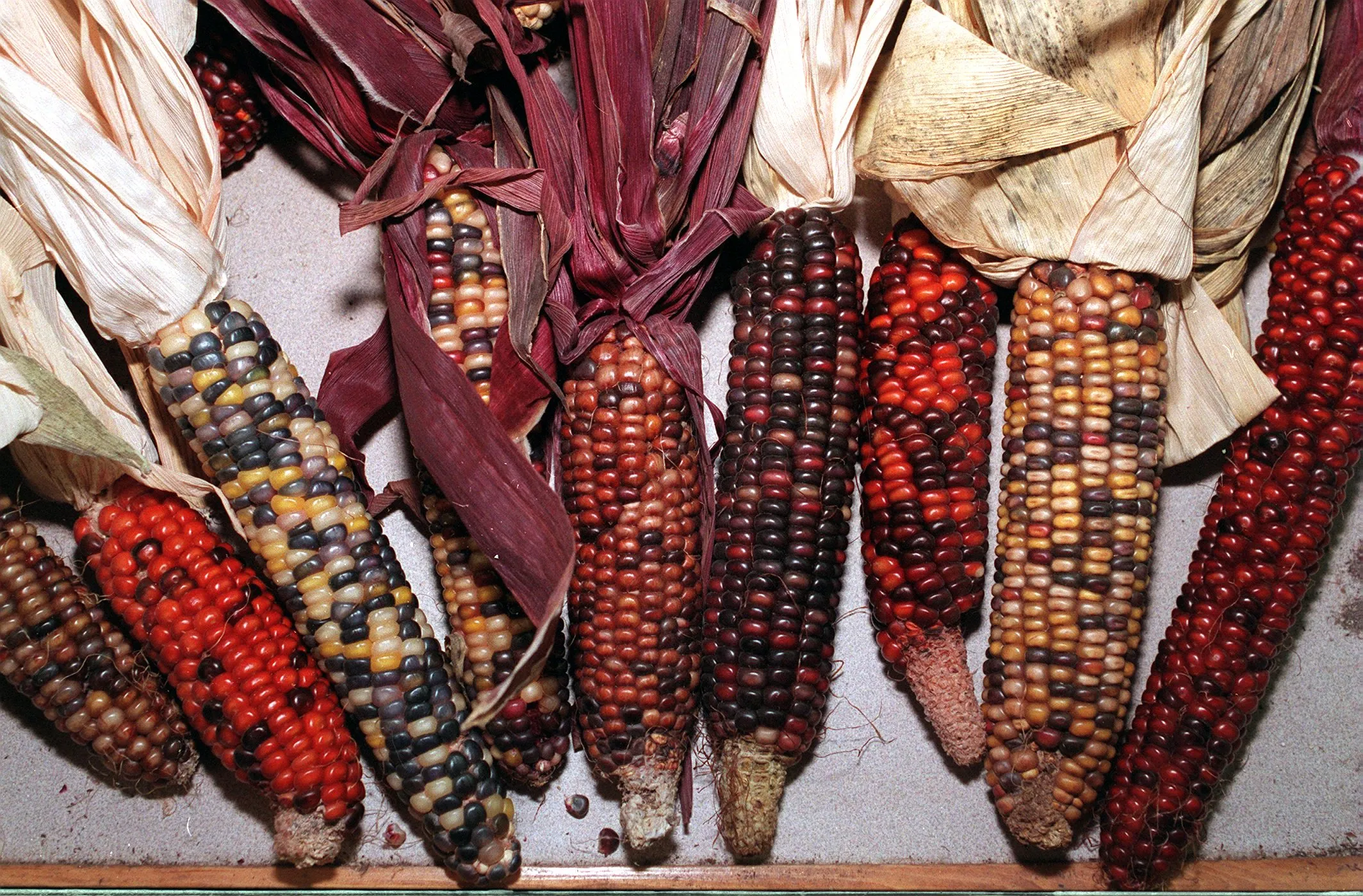 Give Thanks for Corn While You Still Can - Governors' Biofuels Coalition