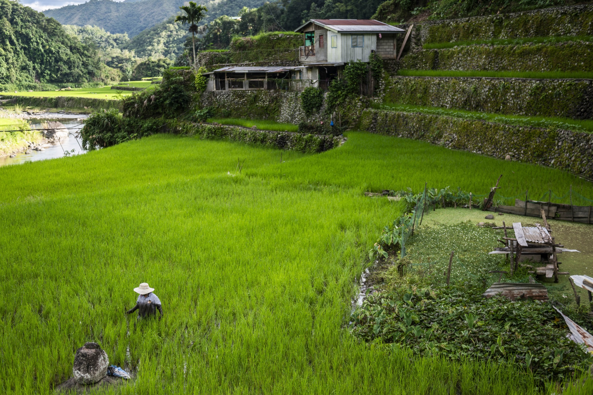 Southeast Asia Rice Producers Cut Methane Emissions With Help From ...