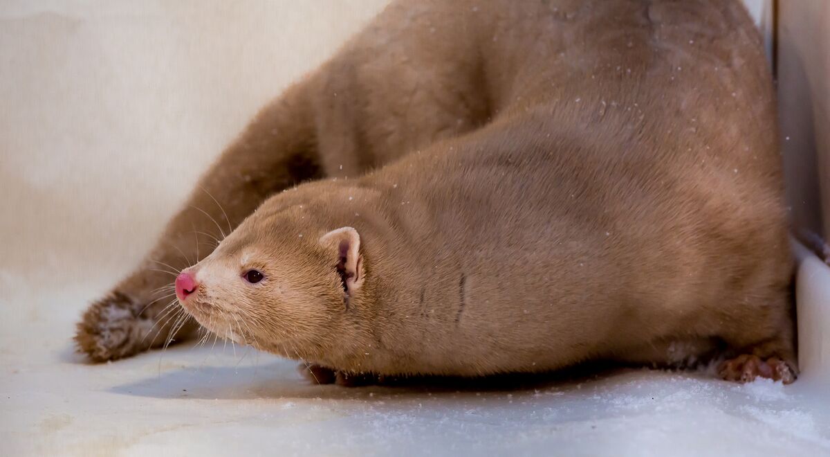 Mink Linked to Human Covid Case Prompts Dutch to Screen Farms - Bloomberg