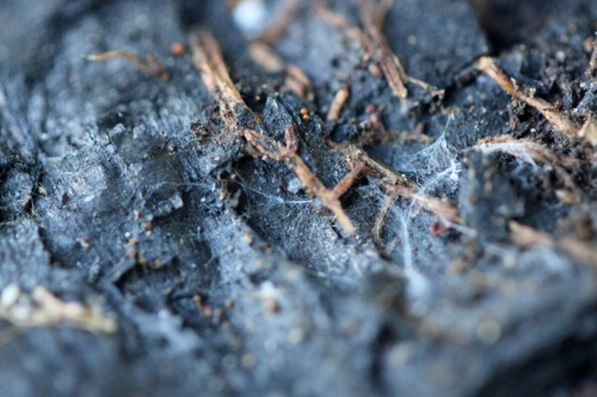 Biochar Plant in Canada Will Be North America’s Largest - Bloomberg