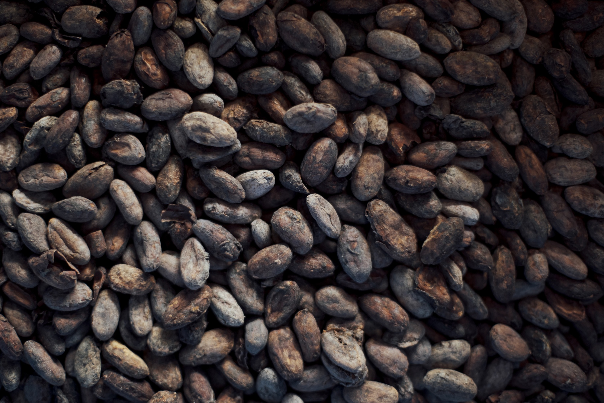 ICE rejeita pedido para impor limites à cotação do cacau - Bloomberg