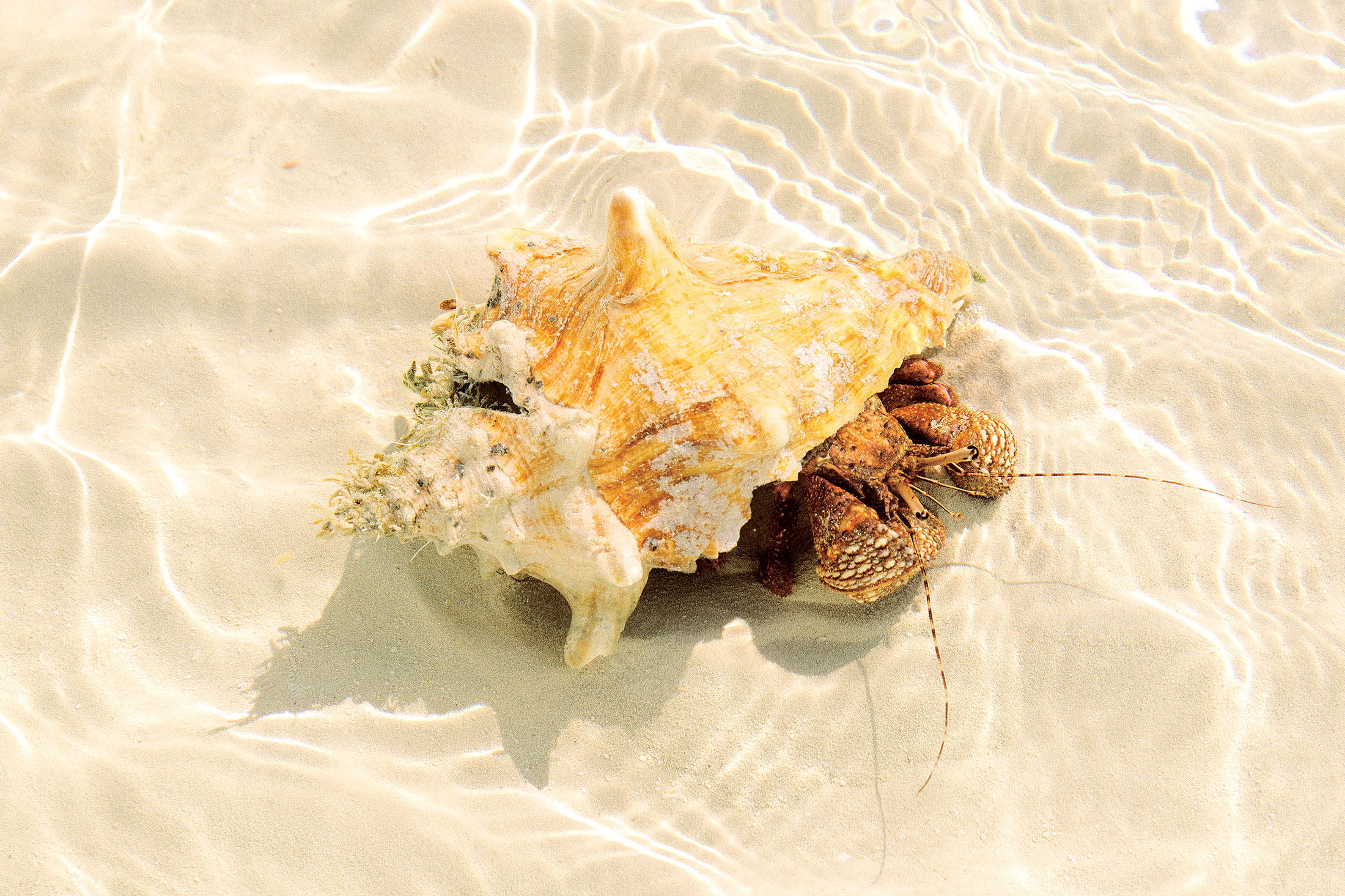 The Best Place in the World for Bonefishing Is No Picnic - Bloomberg