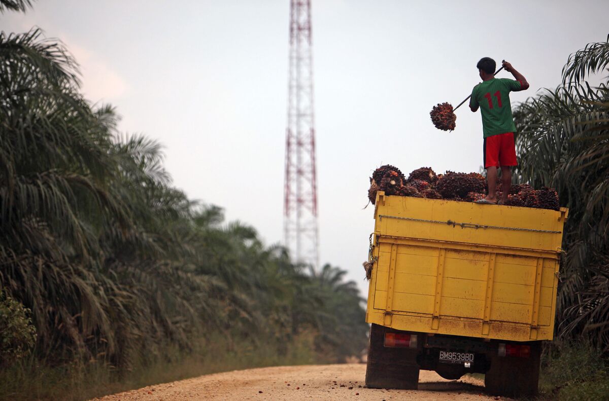 Indonesia Election: Rural Infrastructure Is Key for Jokowi - Bloomberg