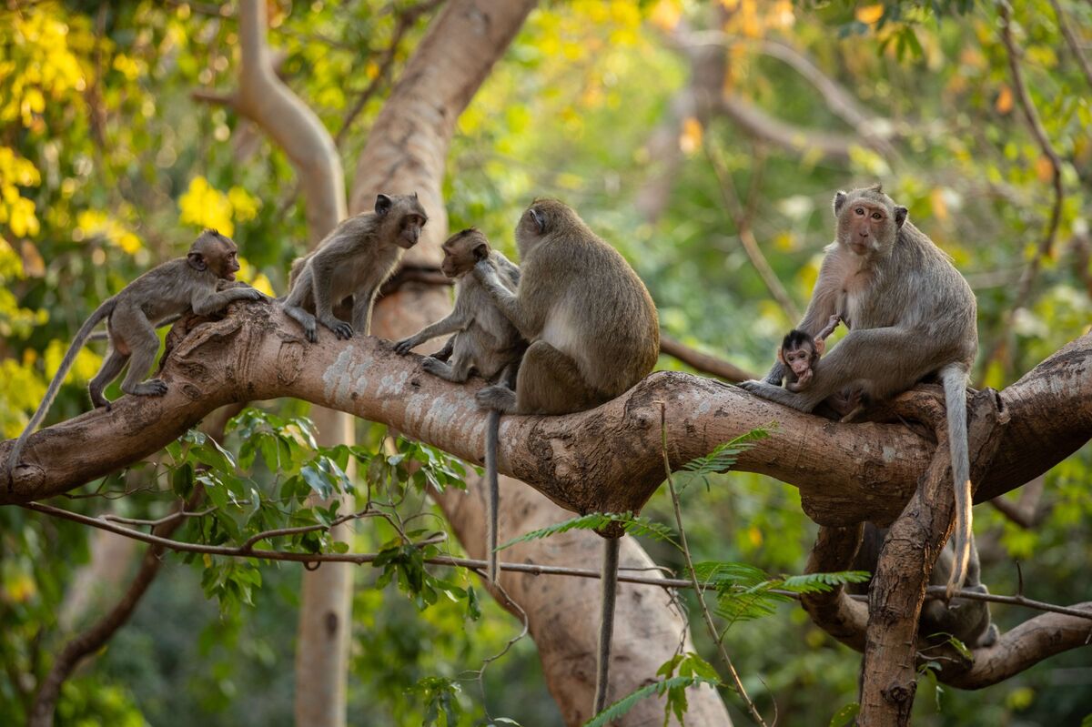 Animal Testing for Vaccines Relies on a Cruel Monkey Supply Chain