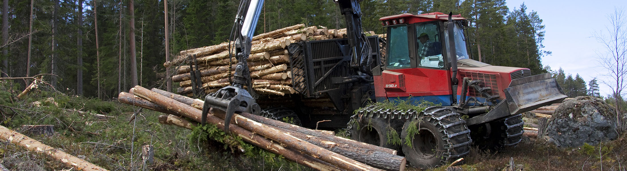 Sweden's 'Green Gold' Poised for Record as Forest Prices Climb - Bloomberg