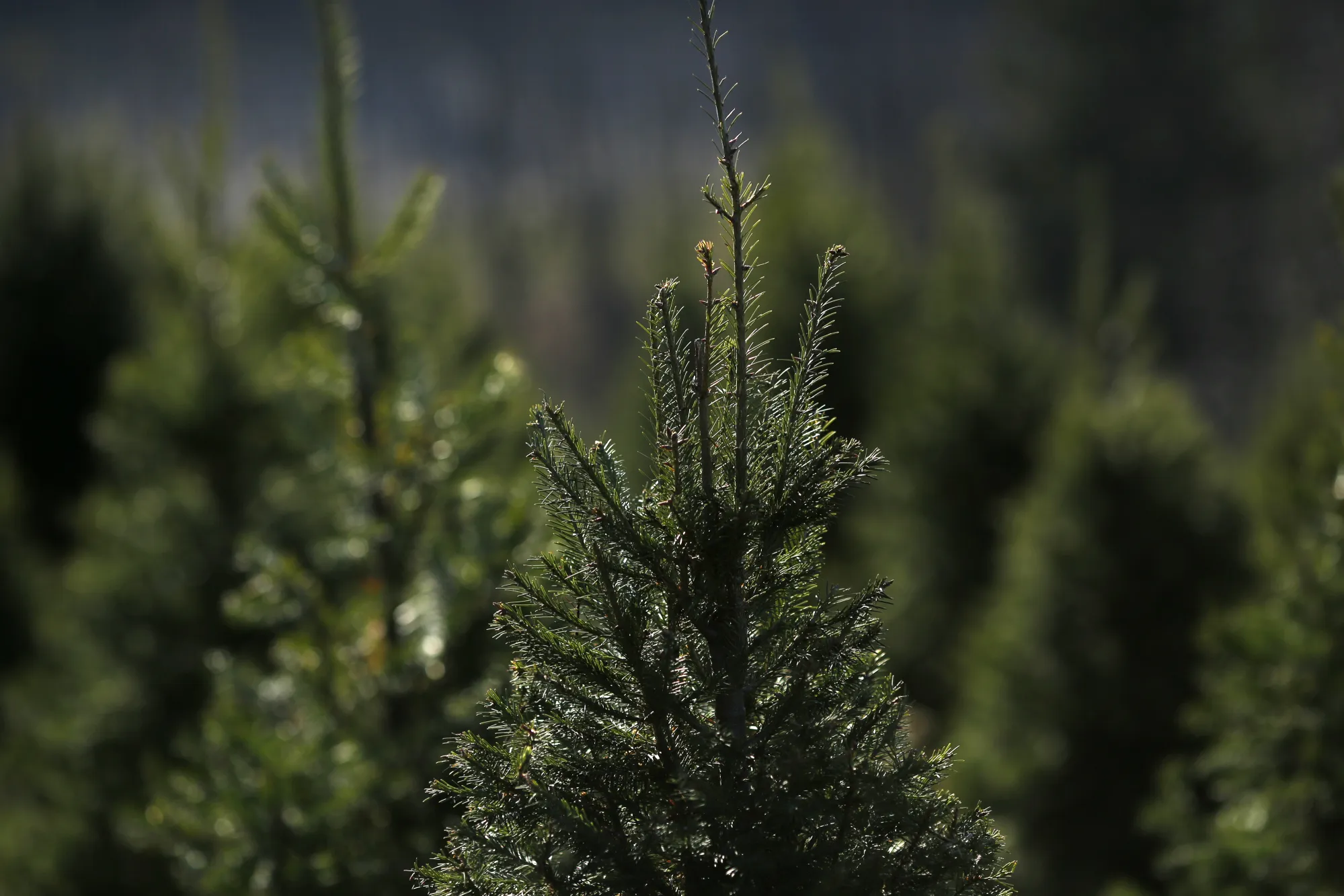 Who Will Save the Christmas Tree? - Bloomberg