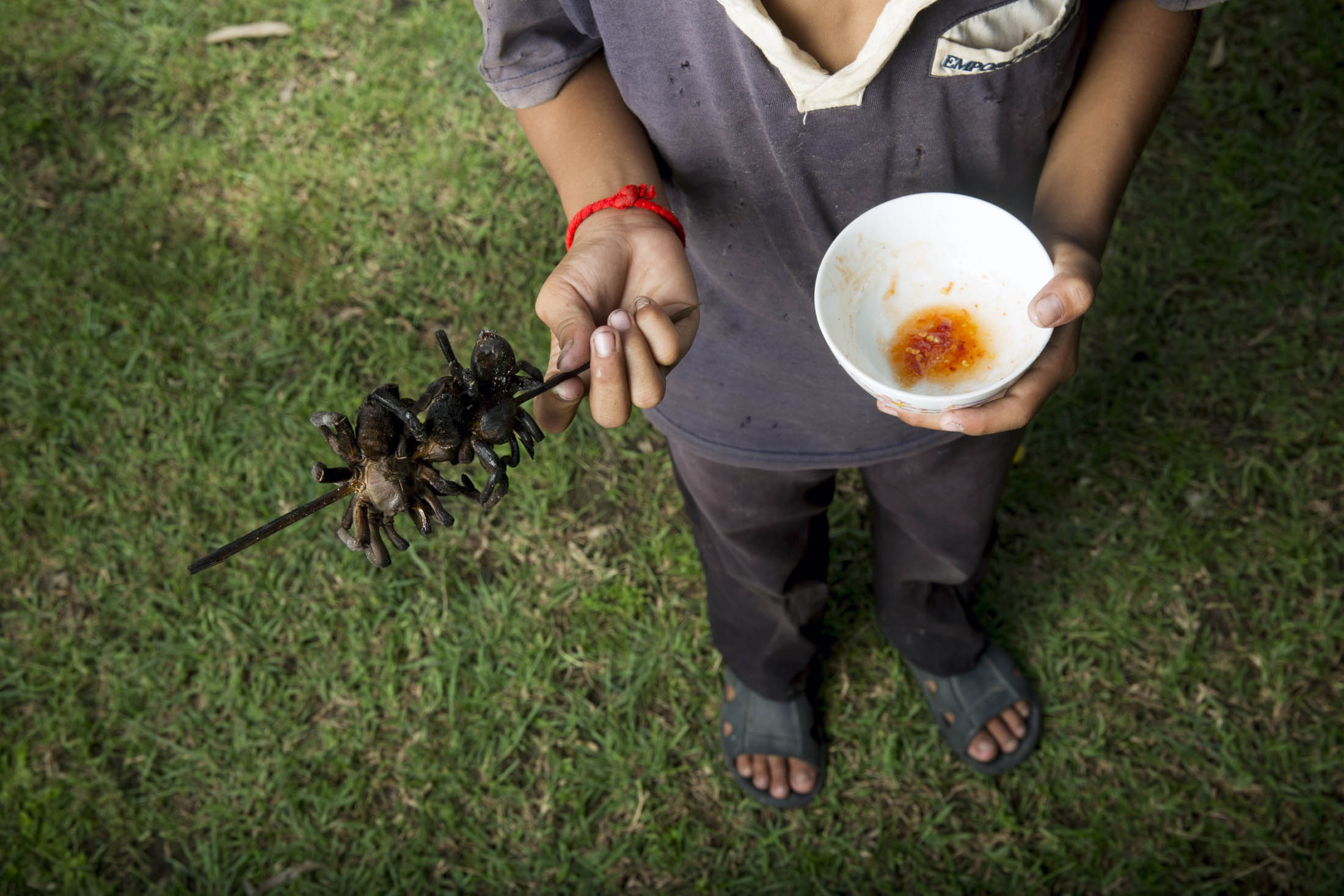 The Tarantula Hunters of Cambodia - Bloomberg