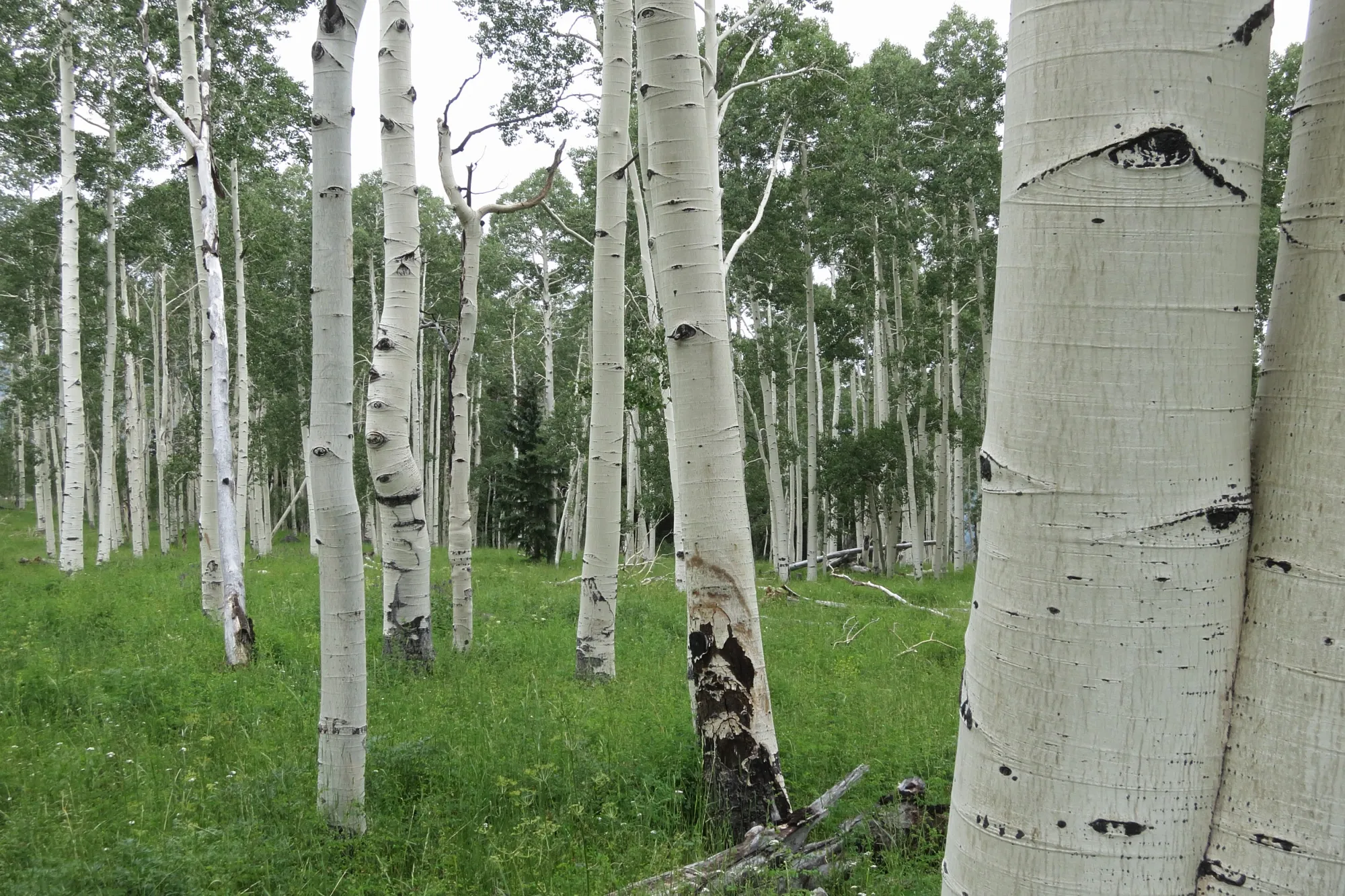 The Ancient Aspen Grove Called "Pando" Is Shrinking. Can Humans Save It? - Bloomberg