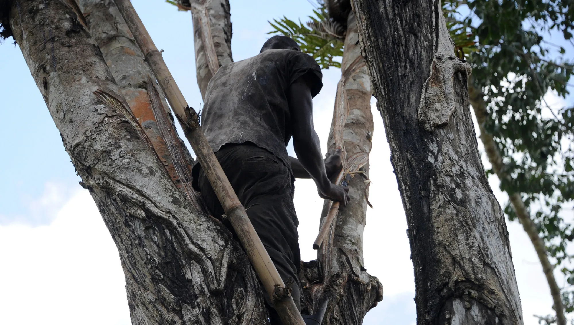 World’s Biggest Rubber Farm Alleged to Foul Liberia Water - Bloomberg