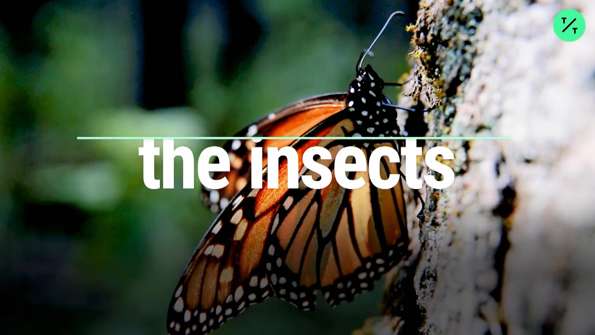 Watch Where Have The Insects Gone? - Bloomberg