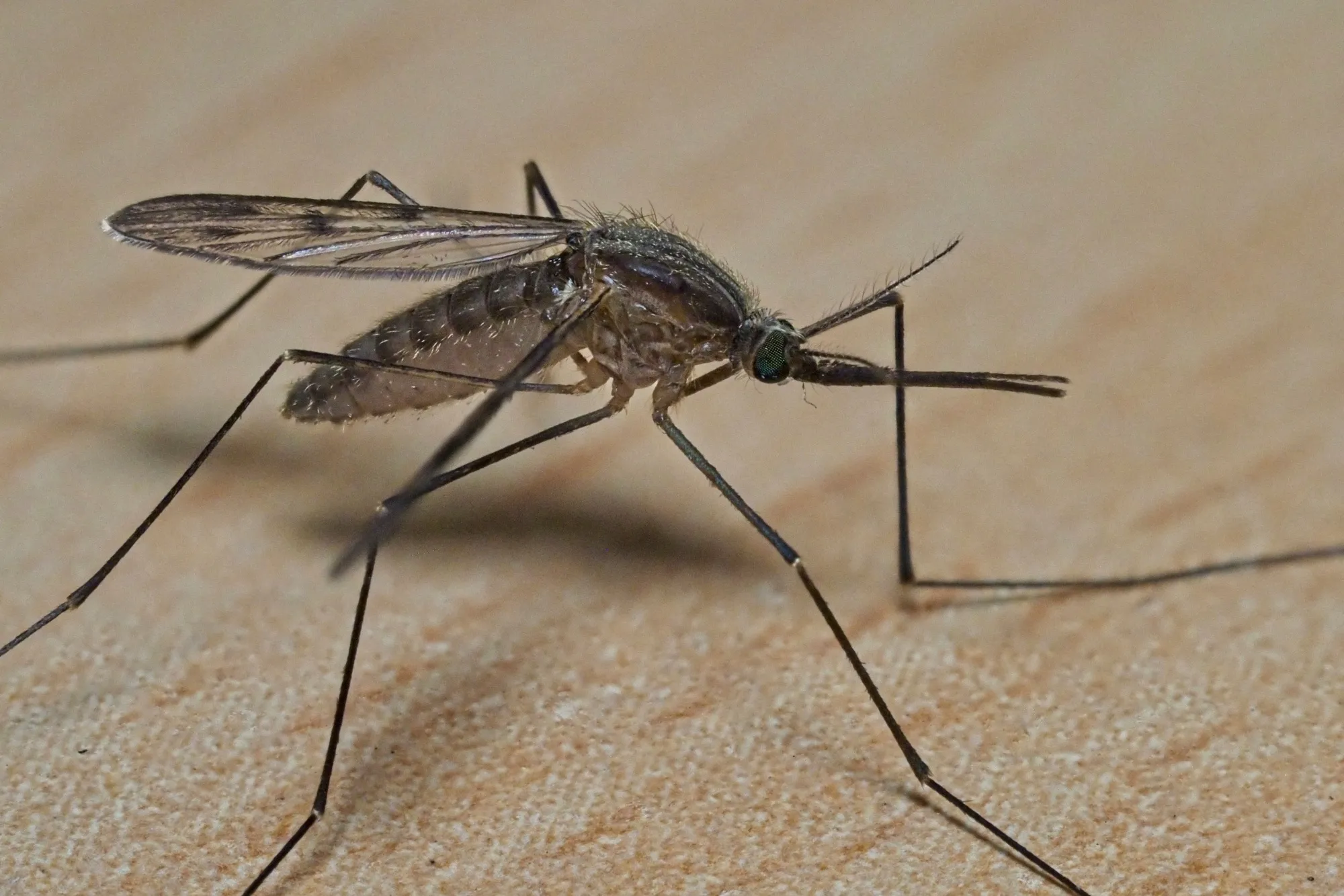 Climate Crisis: Mosquitoes Are Poised to Swamp Our Health Systems ...