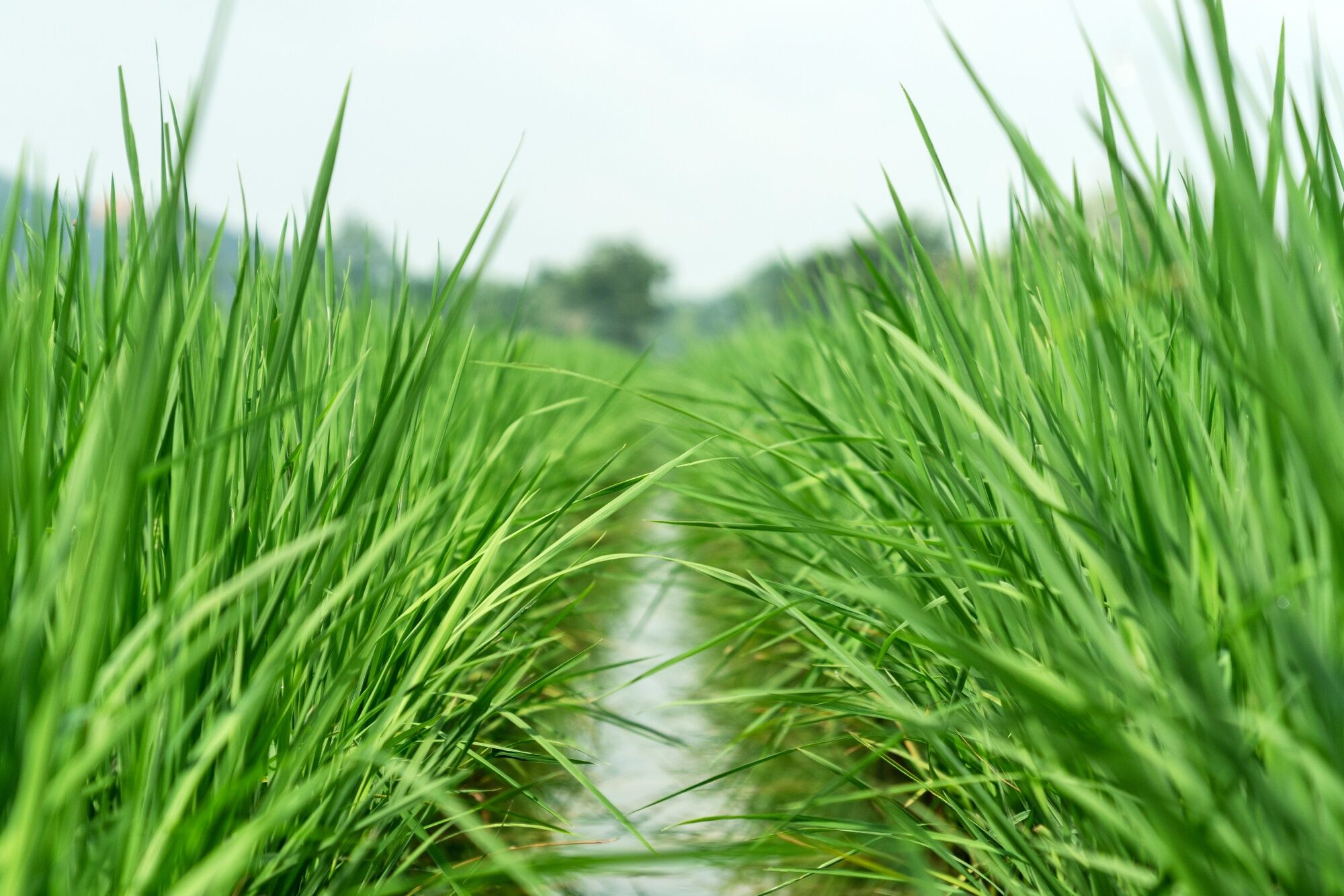 Rice Set to Climb as Fertilizer Rally Drives Up Farm Costs - Bloomberg