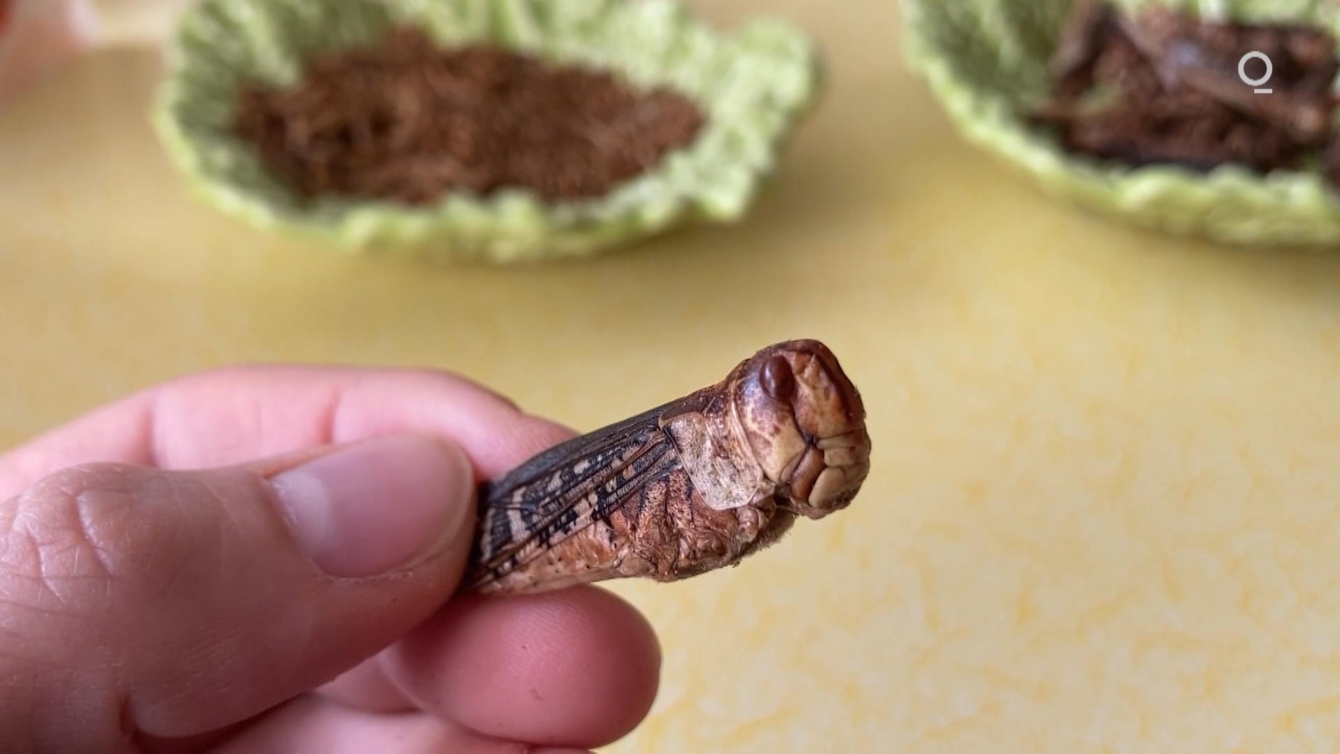 Watch Can Insect Be Our New Protein? - Bloomberg