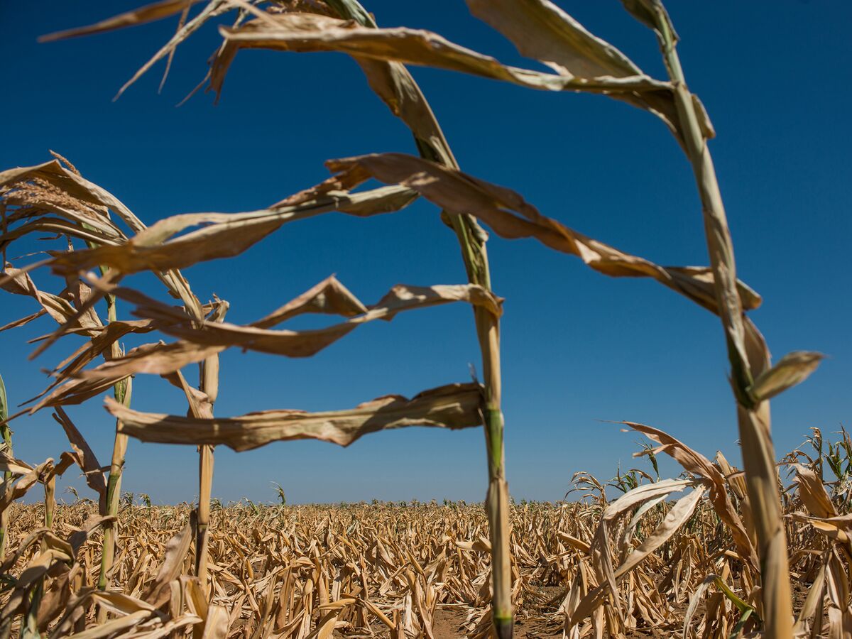 World Hunger Rises as Climate Change, Conflict Curb Food Access - Bloomberg