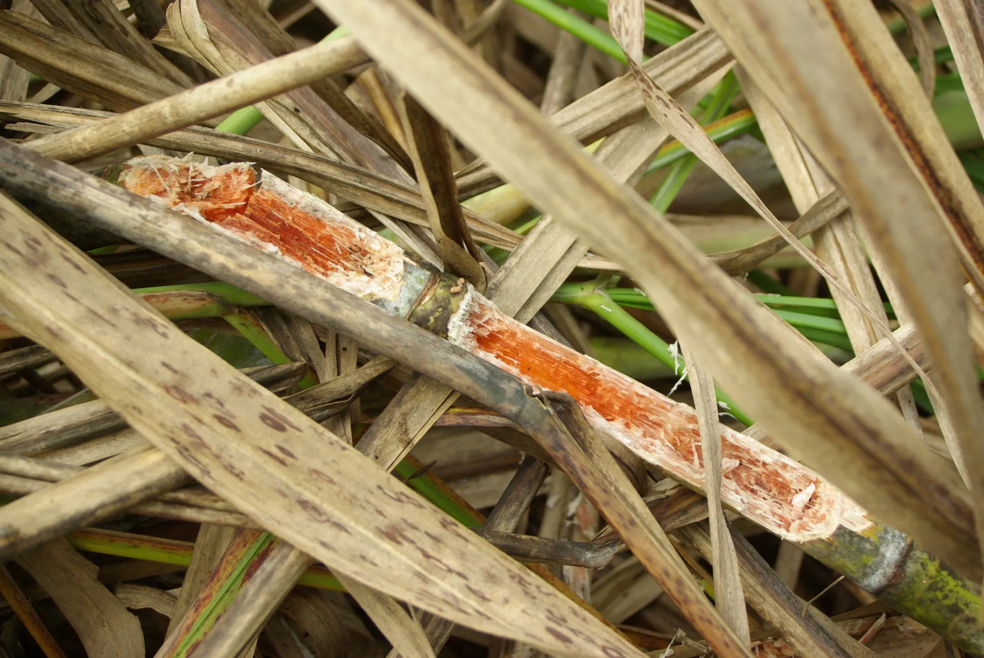Plague of Hungry Rats Devours Sugar Cane Crop in Australia - Bloomberg