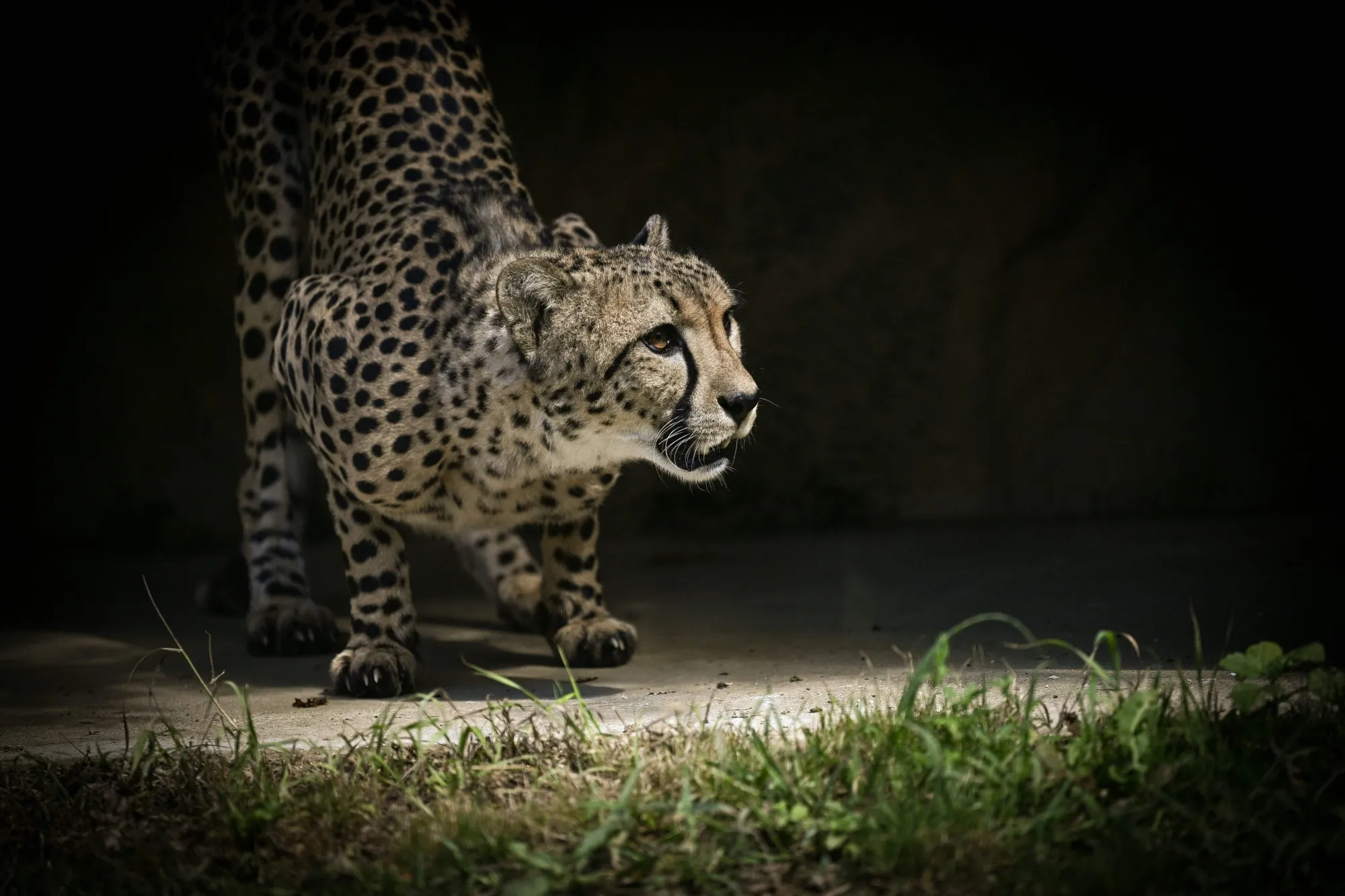 Bats, Cheetahs and Hippos Unlock Mysteries of the Human Genome - Bloomberg