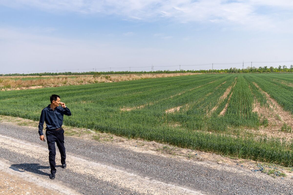 China's Third Plenum: Xi's Food Security Campaign Turns Wasteland Into ...