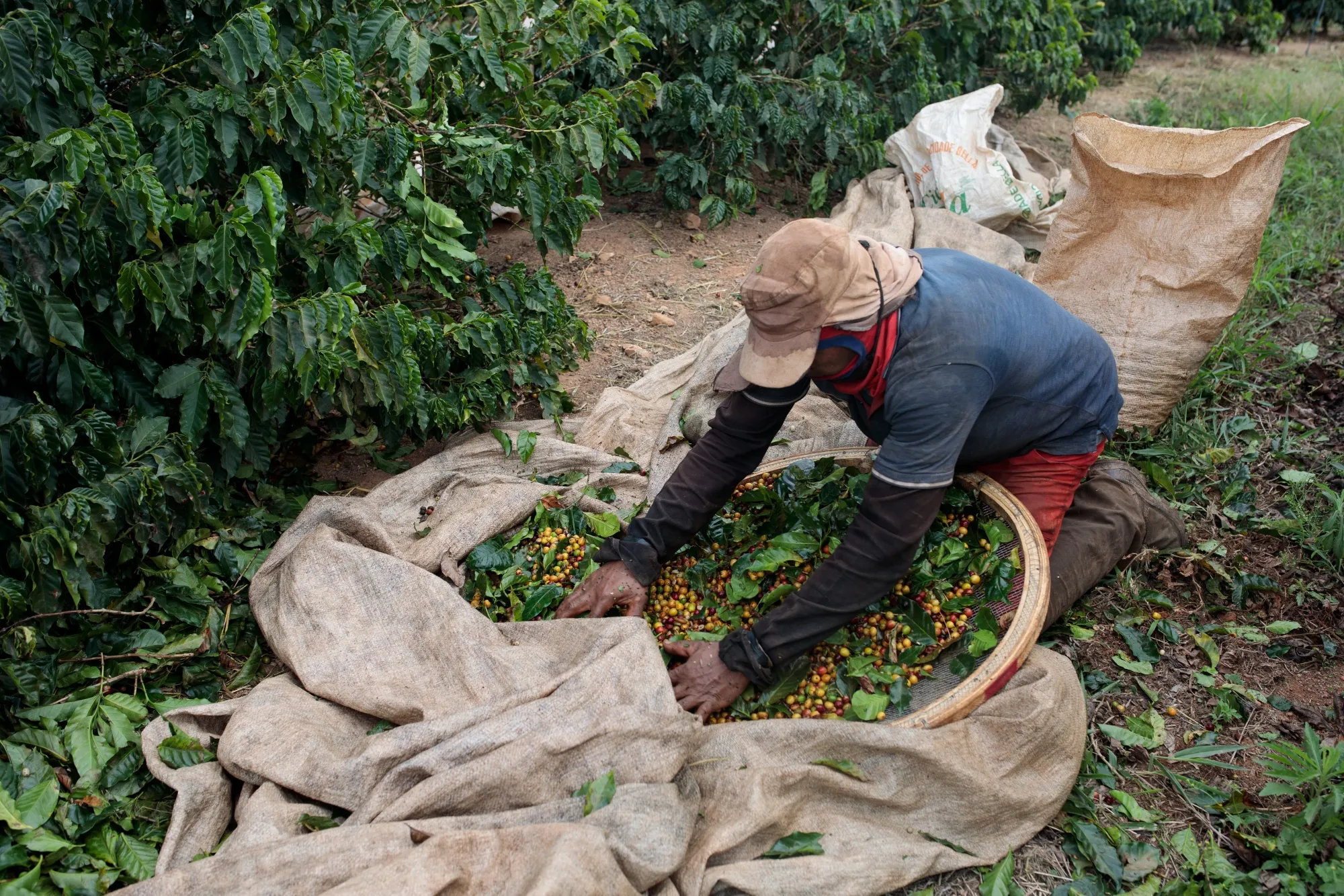 Coffee, Soybean Futures Fall on Brazil Rain Forecast - Bloomberg