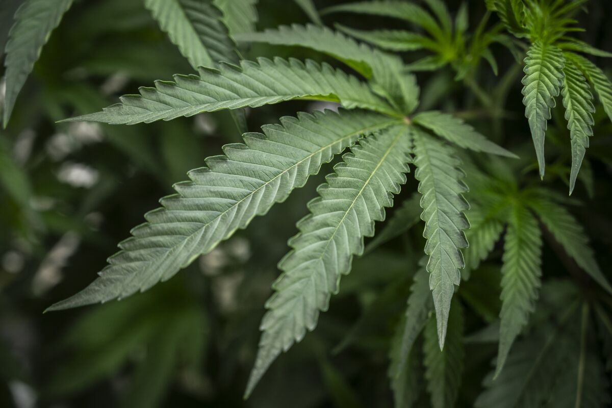 Philippines Tries Again to Pass Bill on Medical Cannabis Use - Bloomberg