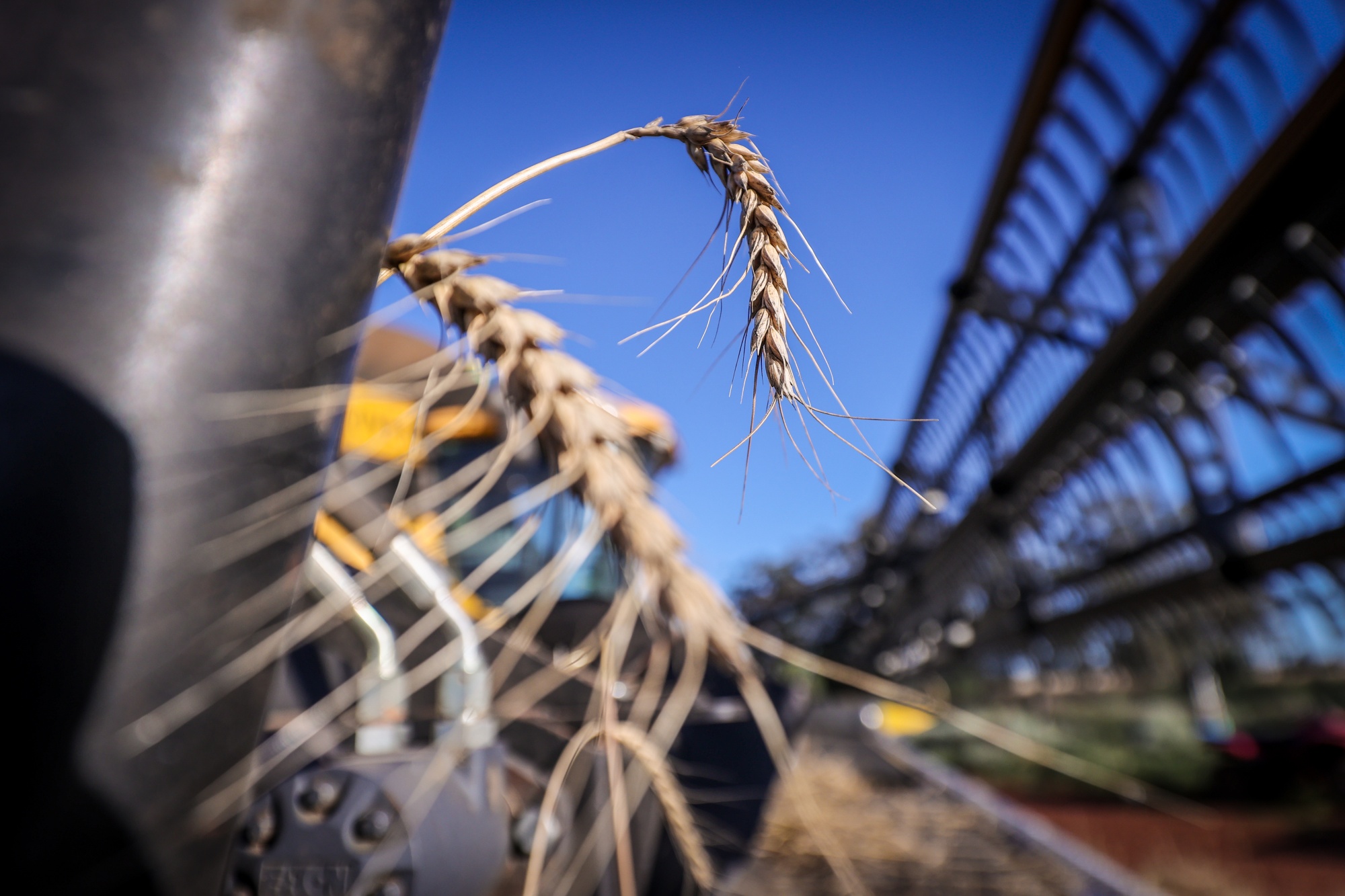 Genetically-Modified Wheat Strain Wins Key Approval in Australia ...