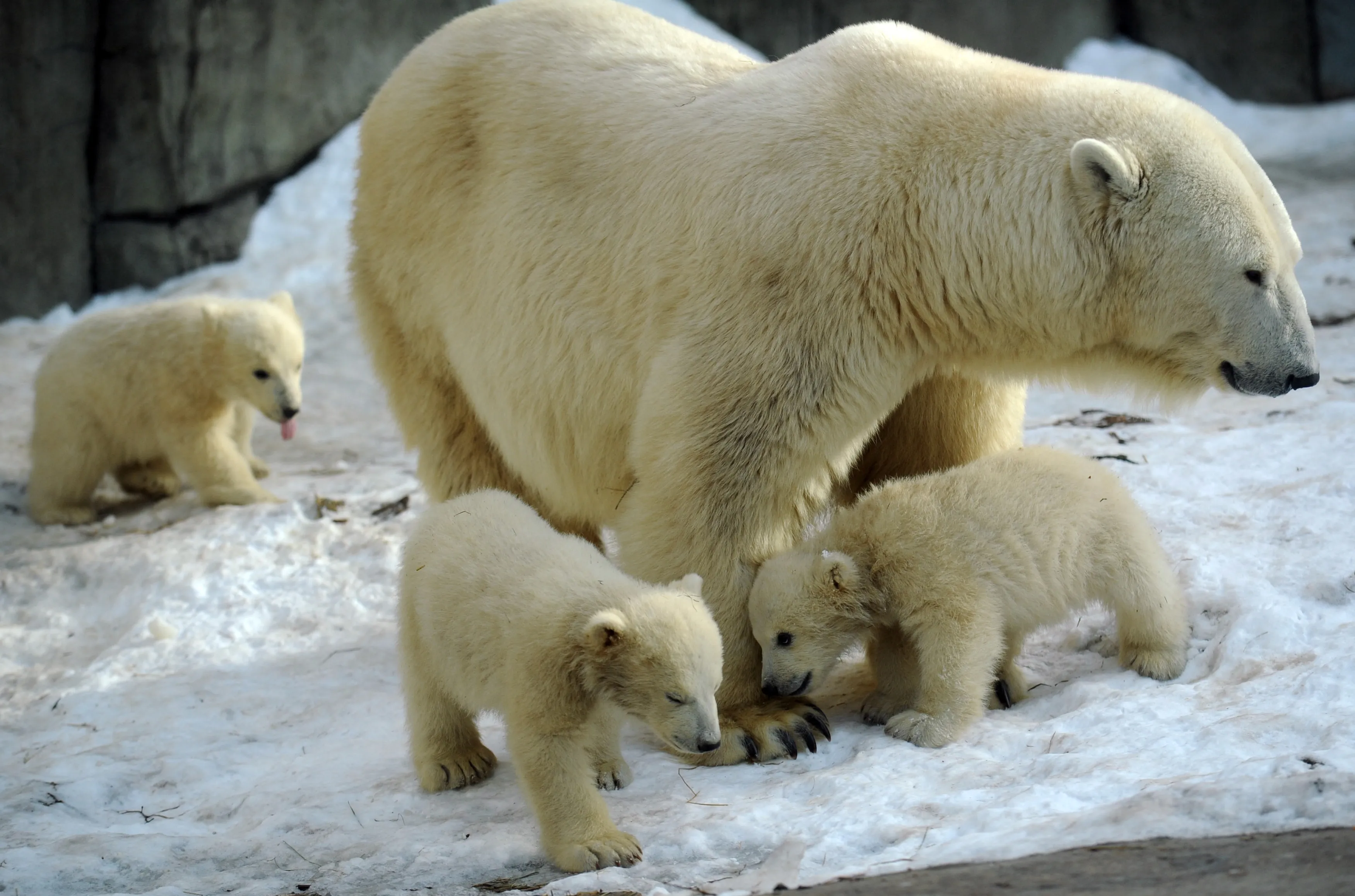 Polar Bear Cubs Face Survival Hurdles Due to Climate Change - Bloomberg
