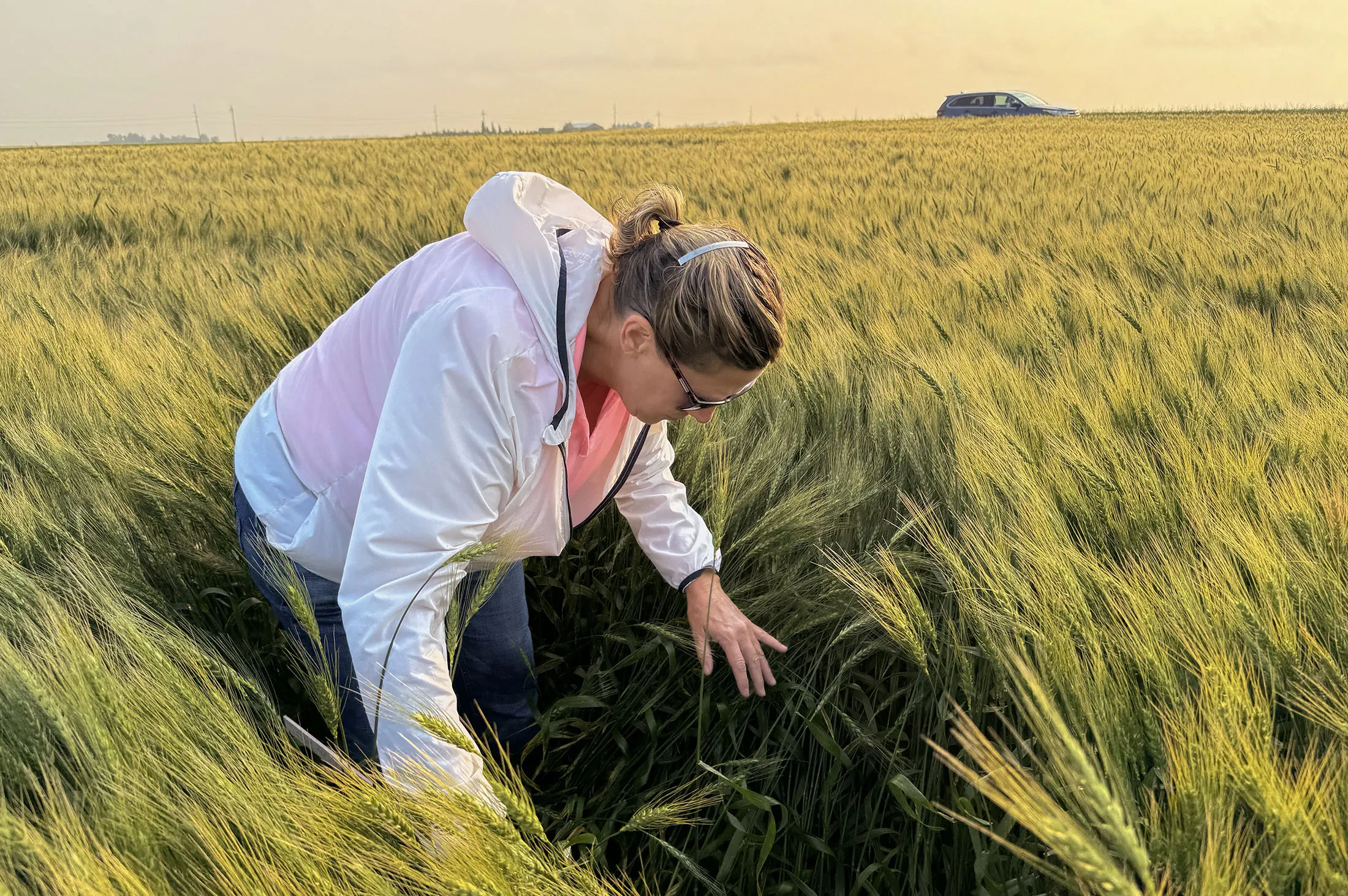 Wheat Supplies Set to Rise on North Dakota Yields, Help Tame Food Costs ...