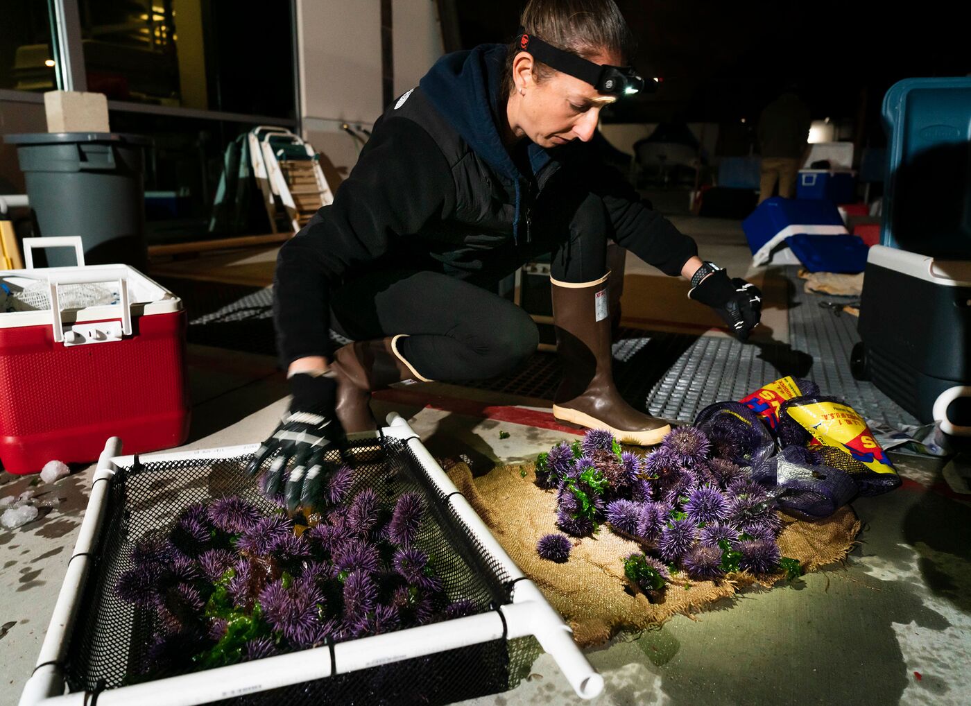 Urchinomics Harvests Sea Urchins to Fight Climate Change, Sell Uni to Restaurants