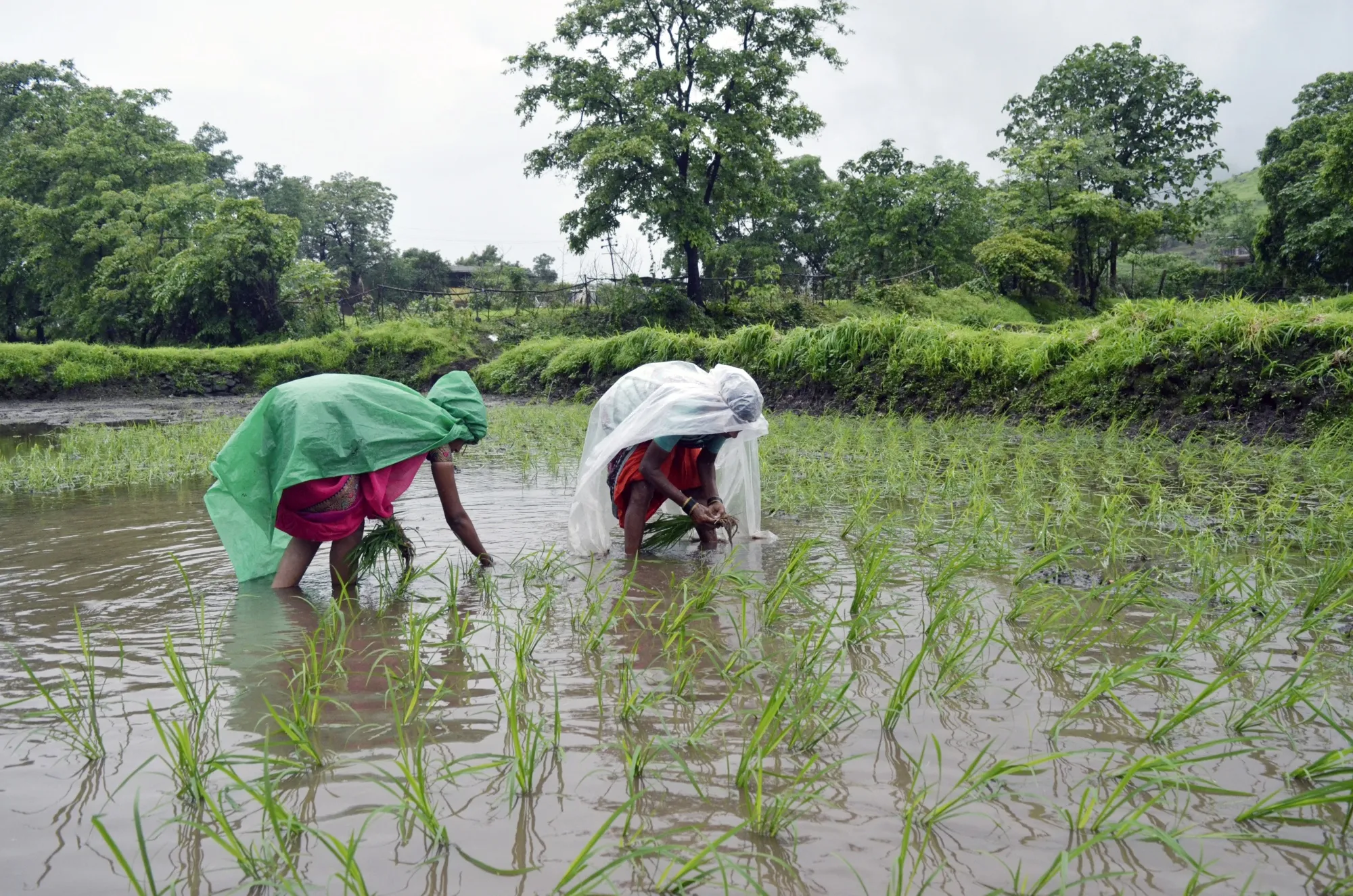 Modi May Give Farm Handouts as Food Export Bans Hit Rural India - Bloomberg