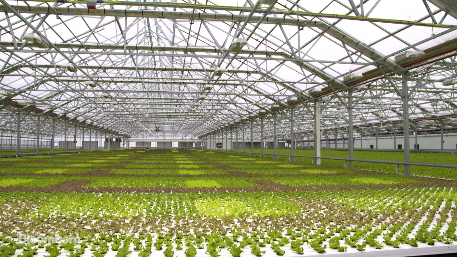 Watch Gotham Greens: High-Tech Vegetable Farms in City Centers - Bloomberg
