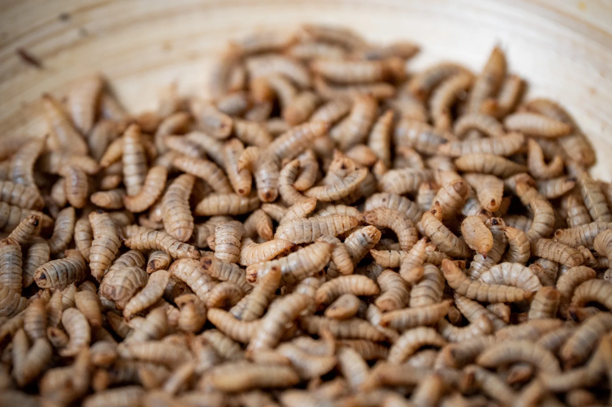 Cricket Larvae Some Kind Of Larvae? Found Buried In The Dirt In Mexico