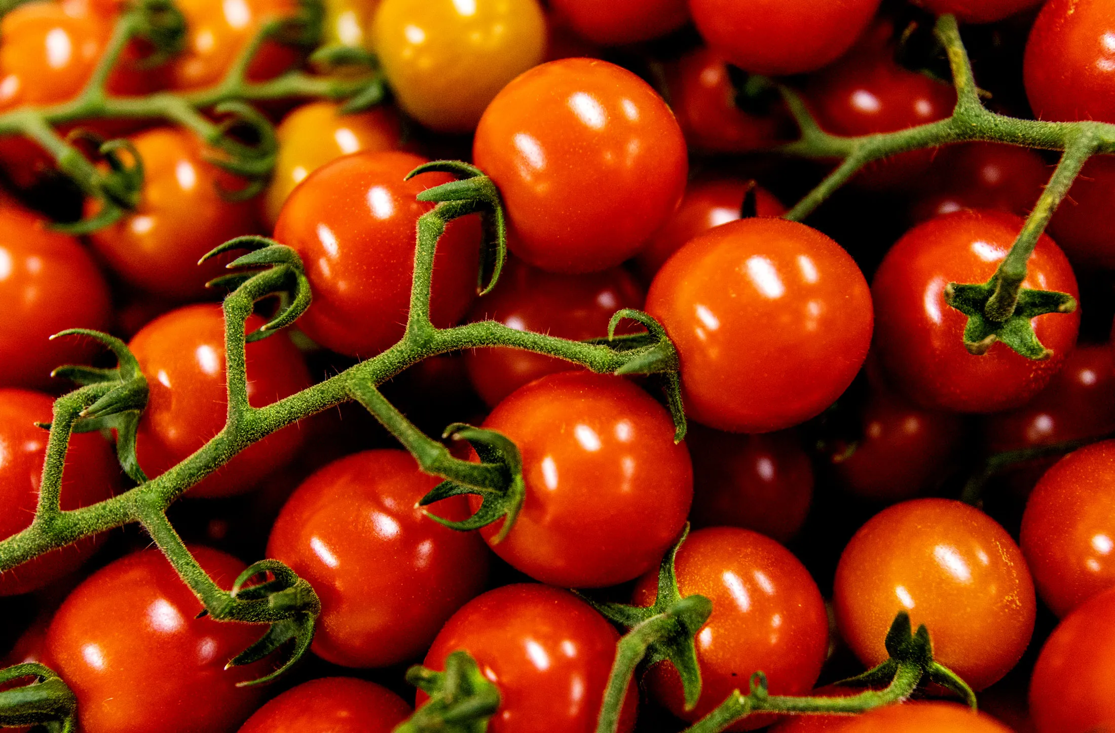 Why Tomatoes Are the Most Expensive They've Been in Four Decades ...