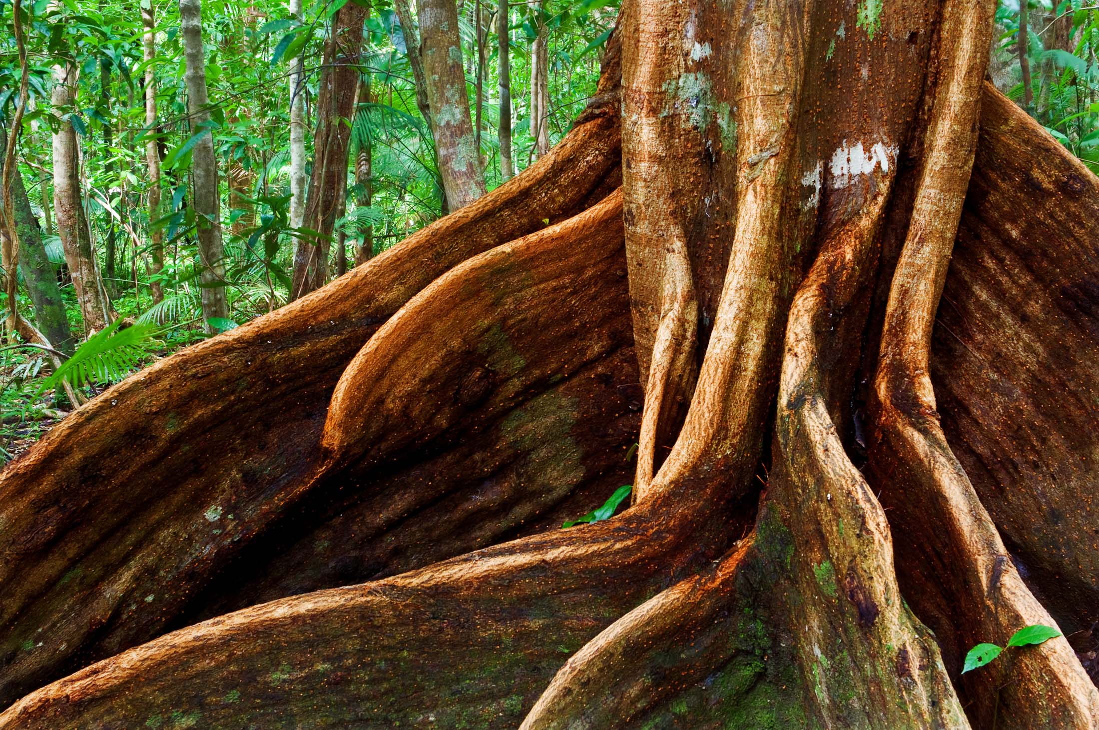 Four Old-Growth Forests That Are a Journey to a Land Before Time ...