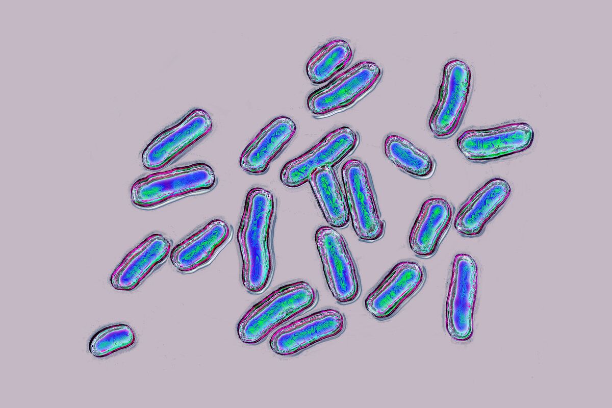 Climate Change Fueling Growth of Antibiotic-Resistant Salmonella ...