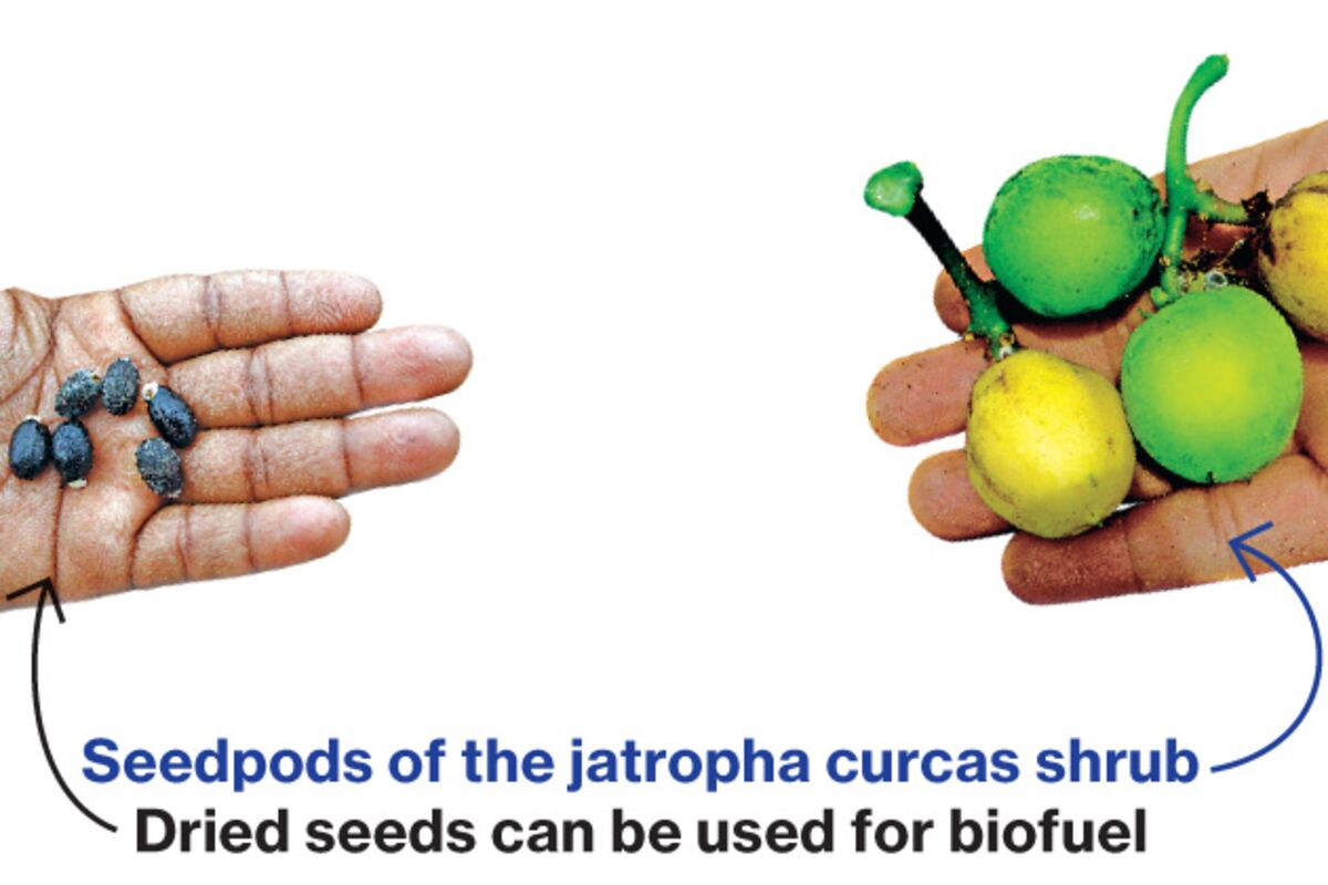 Jatropha: A Green Fuel Awash in Red Ink - Bloomberg