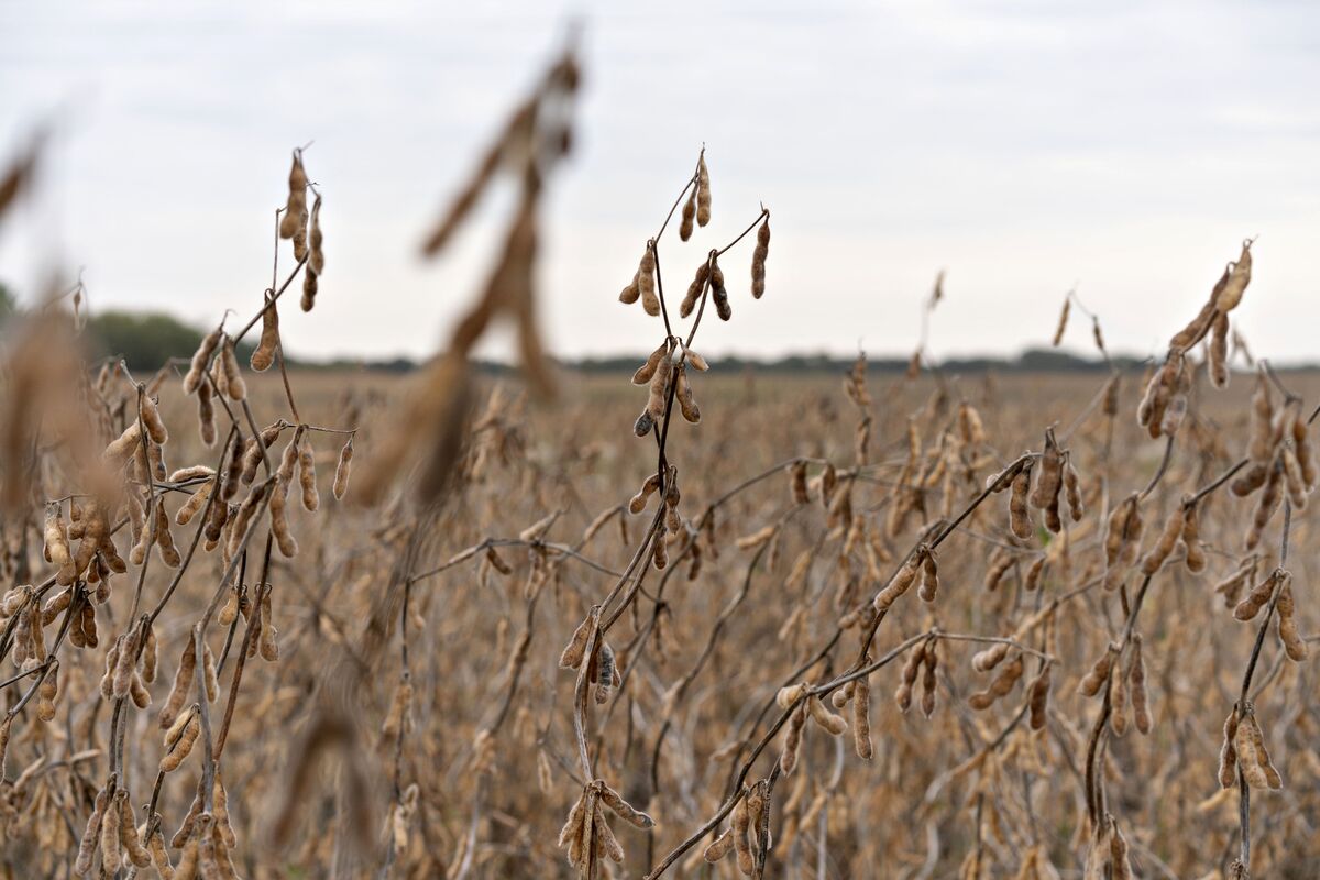 Crop-Trader Bunge (BG) Sees Lasting Boom in Global Drive for Biofuels ...