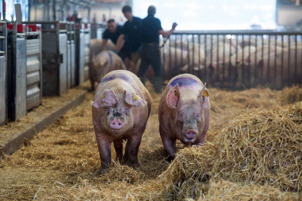 U.K. to Ease 150,000 Pig Backlog at Farms With New Pig-Storage Program ...